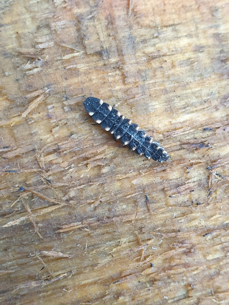 European Glow-worm from Angermünde, Deutschland on November 21, 2023 at ...