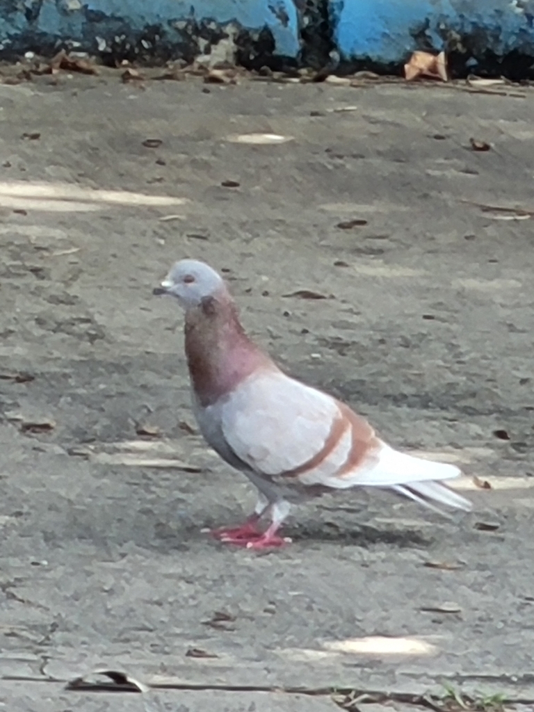 Feral Pigeon from Pueblo Norte, Cayey 00736, Puerto Rico on November 14 ...