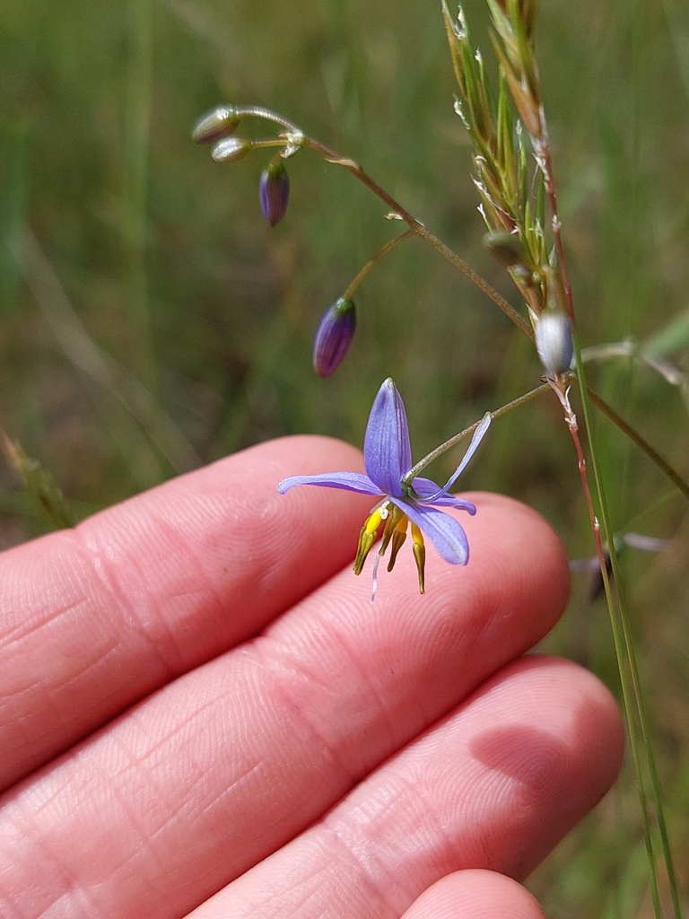 flax-lilies from Dartmouth VIC 3701, Australia on November 22, 2023 at ...
