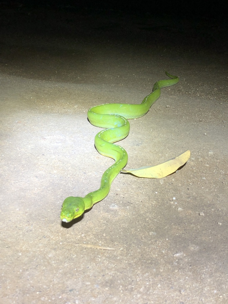 Southern Green Python in November 2023 by Louis O'Neill · iNaturalist