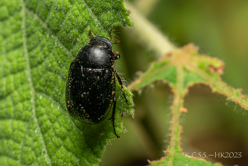 Apogonia cribricollis in August 2023 by kcss · iNaturalist
