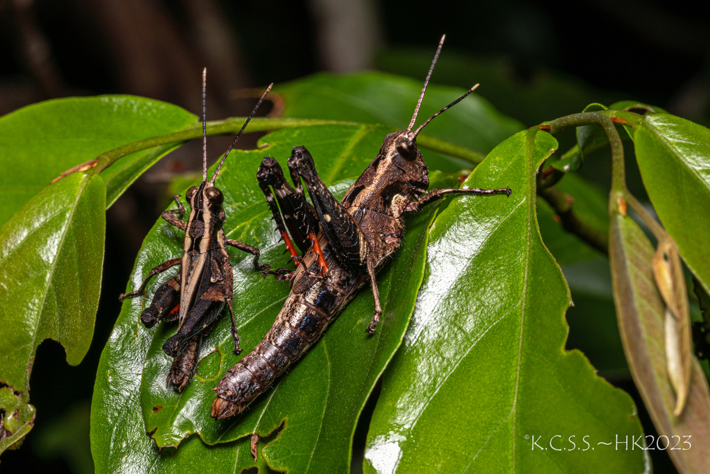 Traulia ornata in August 2023 by kcss · iNaturalist