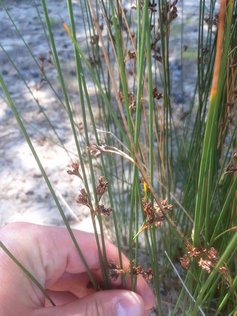Thread Rush from Oulu sub-region, Finland on July 11, 2023 at 01:53 PM ...