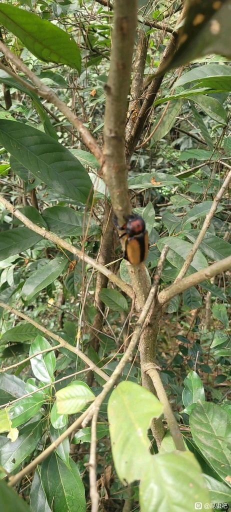 Propomacrus davidi in October 2023 by njeewrsey1 · iNaturalist