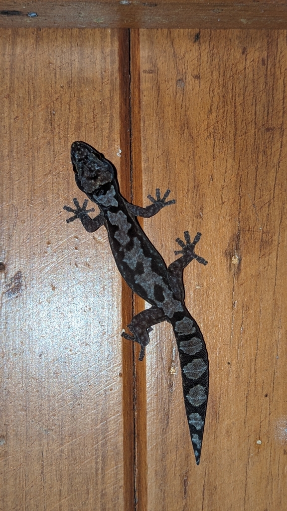 Robust Velvet Gecko from Haly Creek QLD 4610, Australia on November 22 ...