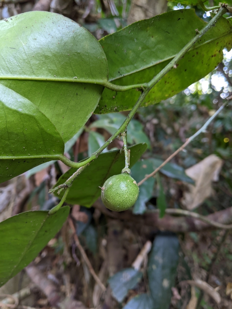 Paramignya andamanica from Shore Point, Andaman and Nicobar Islands ...