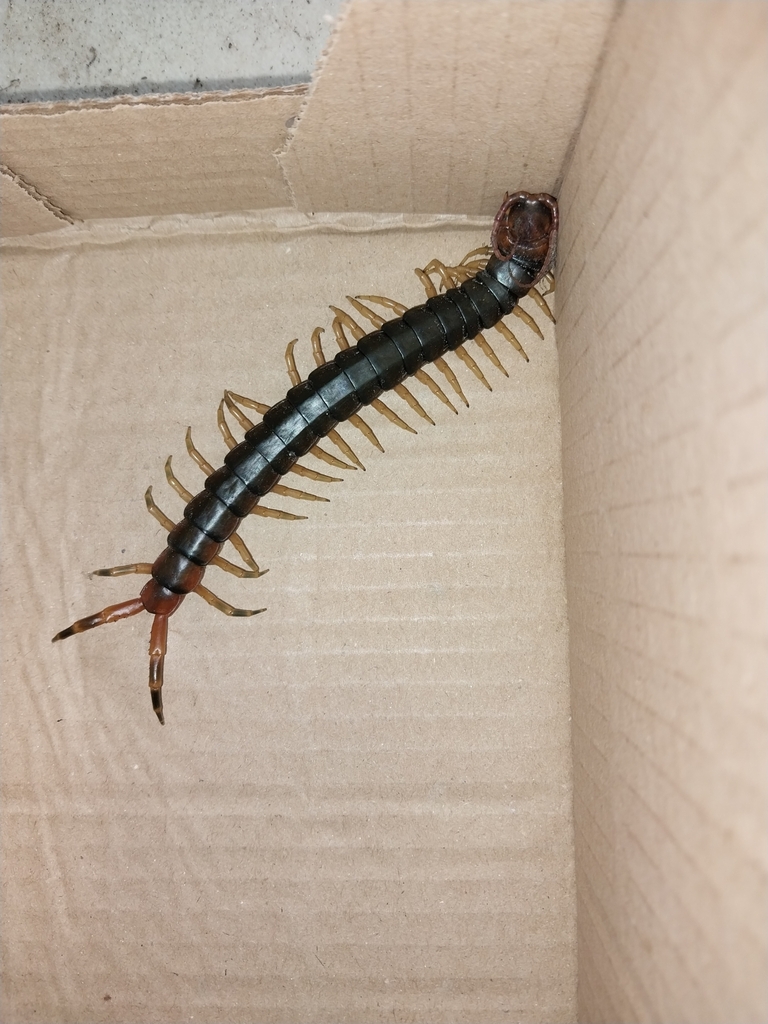 Scolopendra angulata from Endeavour, Trinidad and Tobago on November 21 ...
