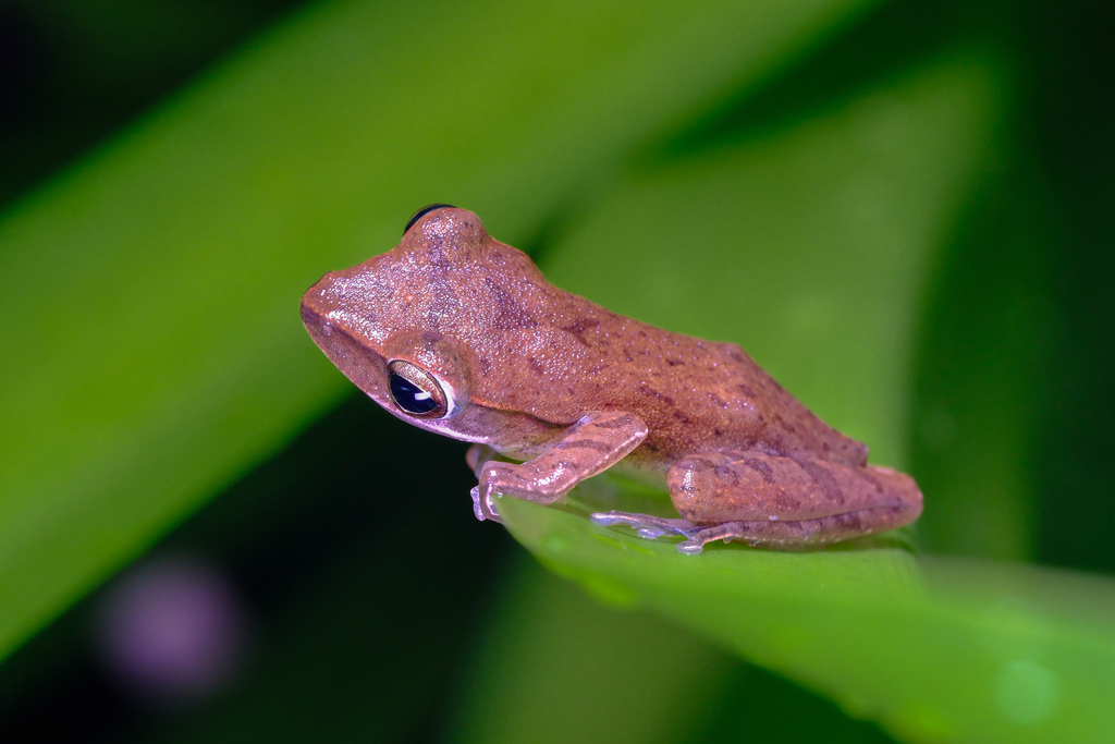 Brown Tree Frog from 马来西亚吉打凌家卫岛 on August 13, 2023 at 09:50 PM by 帕帕 ...