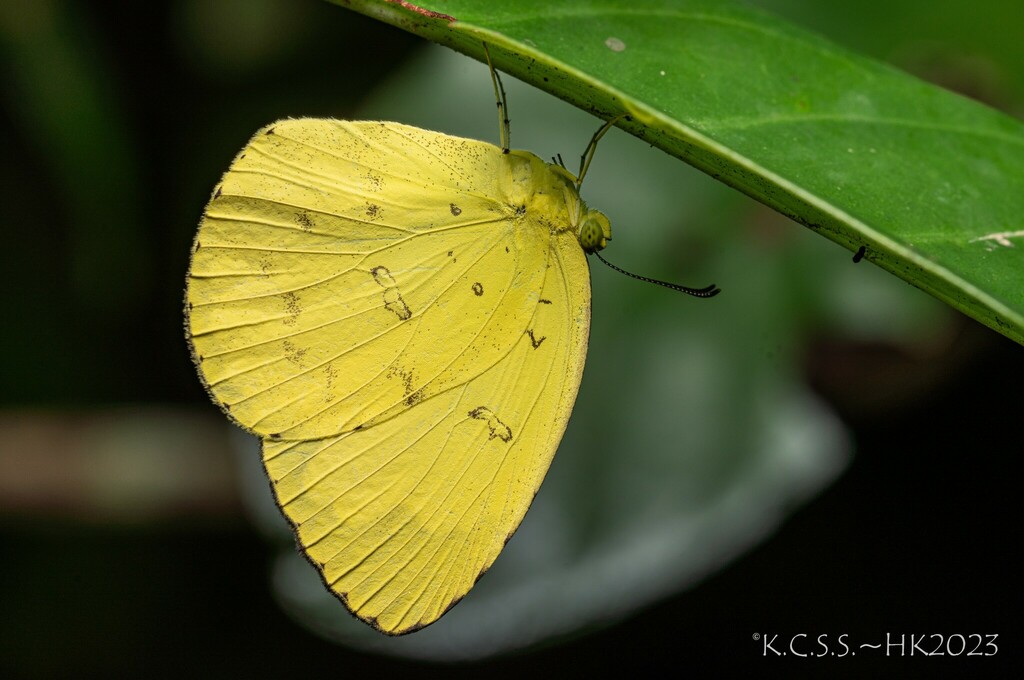 Three-spotted Grass Yellow in August 2023 by kcss · iNaturalist