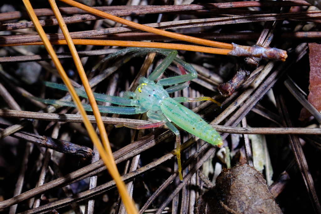 Oxytate striatipes from Mogan Shan德清县湖州市313207 on October 28, 2023 at ...
