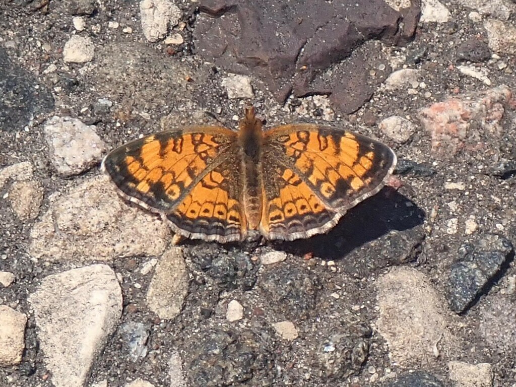 Crescents in May 2023 by Angus Mossman. In shrubby grassland mostly ...