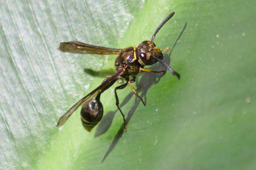 Zethus peculiaris · iNaturalist