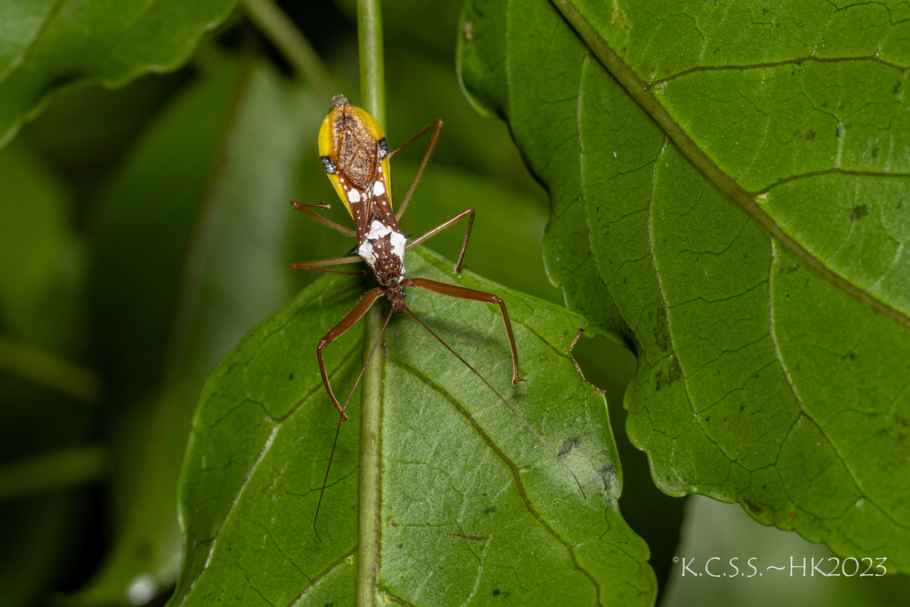 Epidaus famulus in August 2023 by kcss · iNaturalist