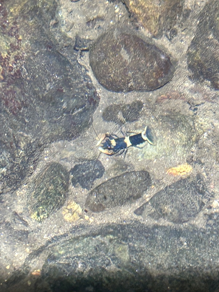 Conondale Spiny Crayfish in November 2023 by timcutajar · iNaturalist