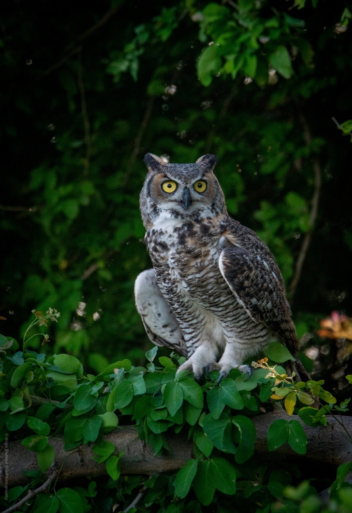 Dwarf Great Horned Owl from 23205 El Comitán, B.C.S., México on ...
