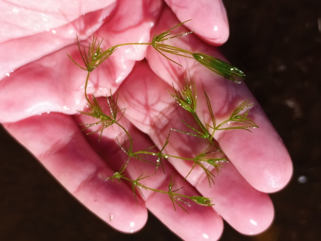 muskgrass from Mata dos Medos, Almada, Portugal on November 22, 2023 at ...
