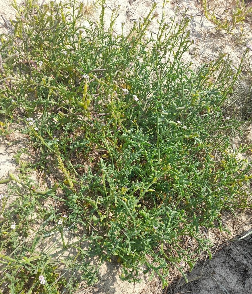 Searockets in October 2023 by Jack Beau Devlin · iNaturalist