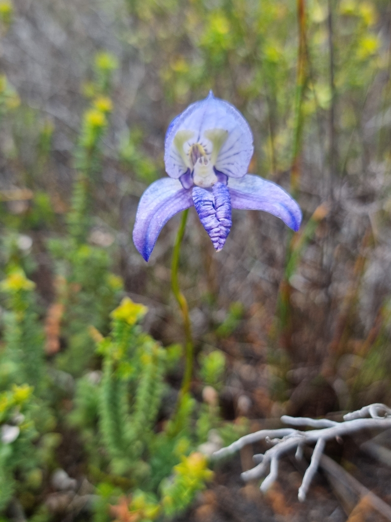 Early Blue Disa in November 2023 by Frank Gaude · iNaturalist