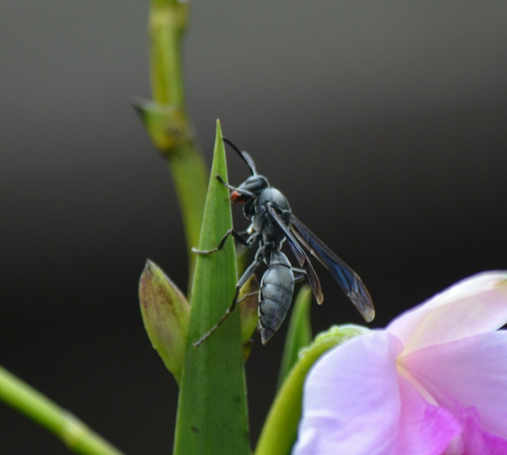 canadensis/exclamans-group Paper Wasps from Alajuela Province, Valverde ...