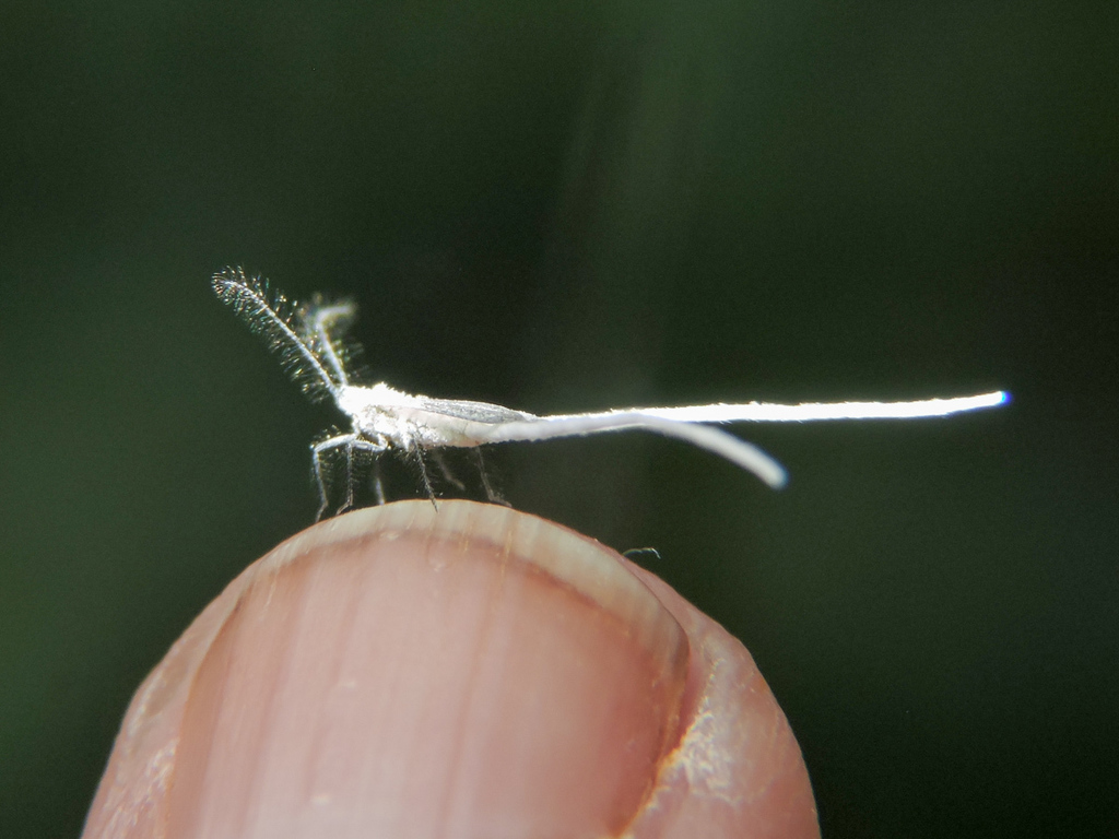 Puto from Yelapa, Jalisco, Mexico on April 13, 2016 by Cheryl Harleston ...