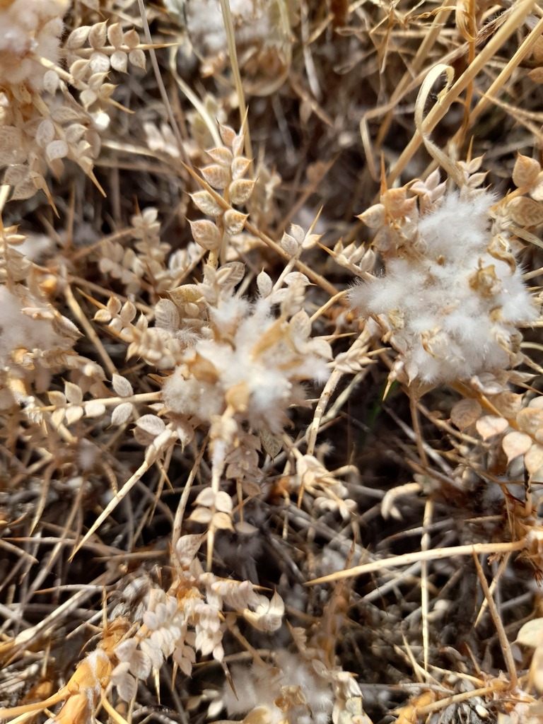 Astragalus gossypinus from Kapargah on 17 November, 2023 at 12:26 PM by ...