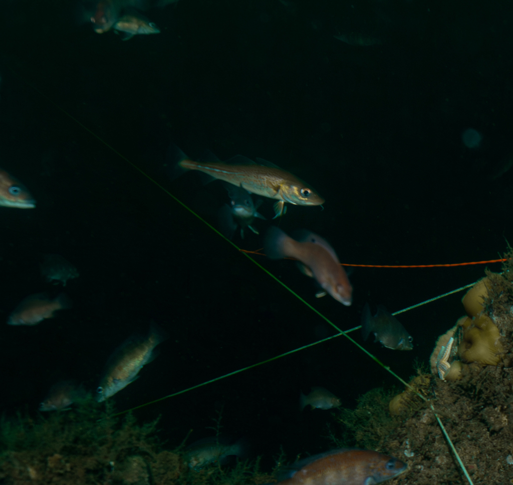 Atlantic Cod in August 2023 by alex_shure. Looks like a juvenile cod ...