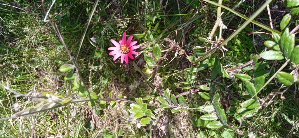 Mutisia coccinea dealbata from 37000 Departamento de Cerro Largo, Uruguay on November 20, 2023 ...