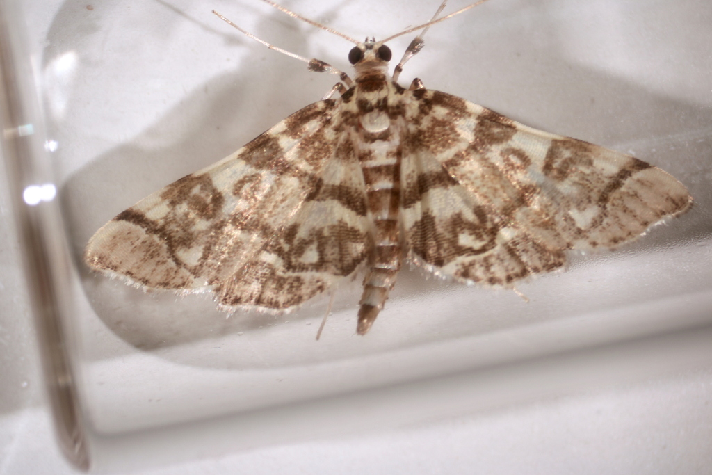 Checkered Apogeshna Moth from Chicago Botanic Garden on July 10, 2019 ...