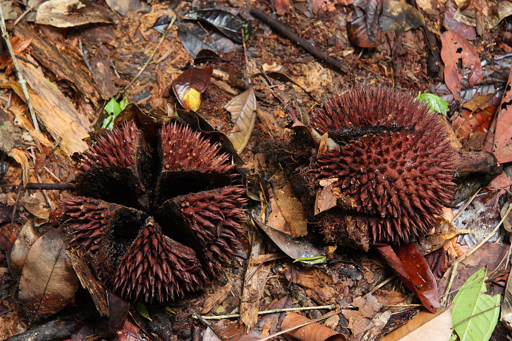 (Coelostegia borneensis) - Botanical Realm