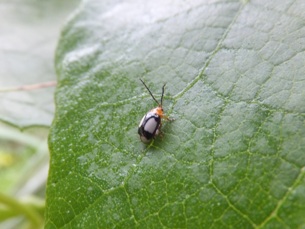 Hemipyxis balyi in March 2013 by hakkahamushi · iNaturalist