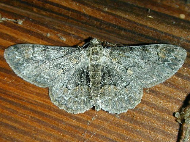 Bent-line Gray from Bear Mt,. Orange County, NY, USA on July 30, 2005 ...