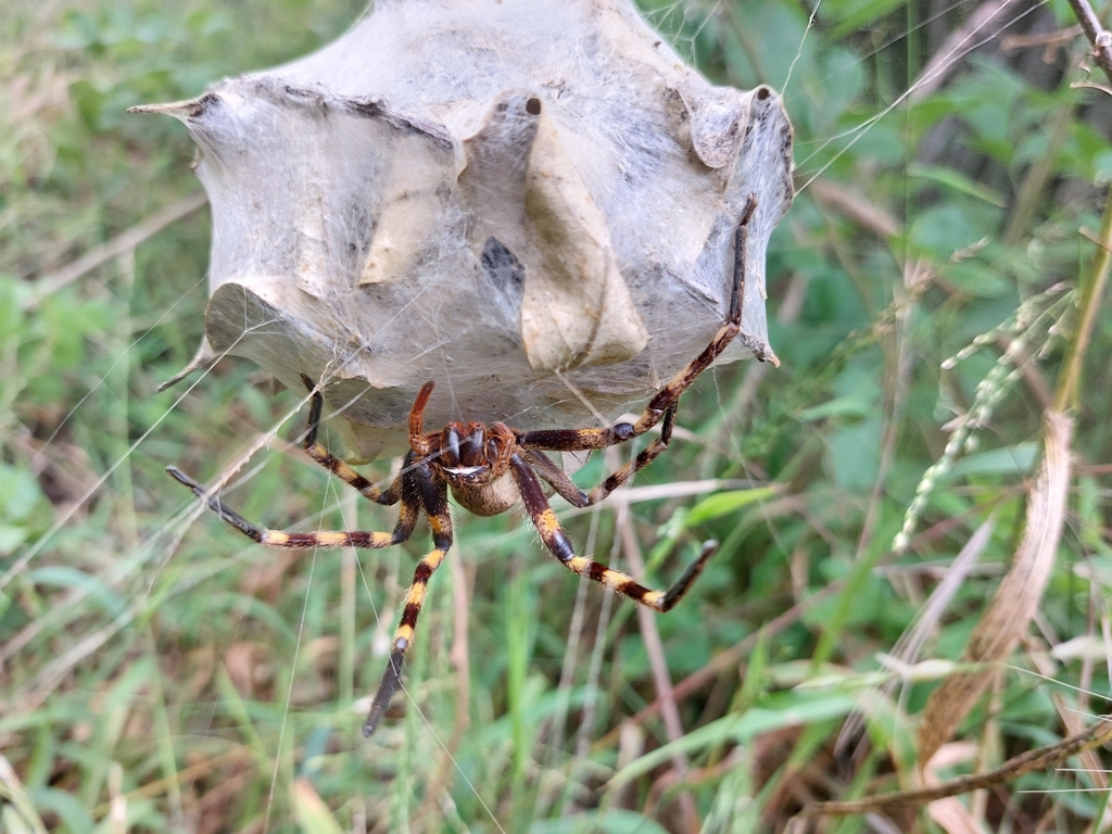 Common Rain Spider from Tygerberg nature reserve on November 22, 2023 ...
