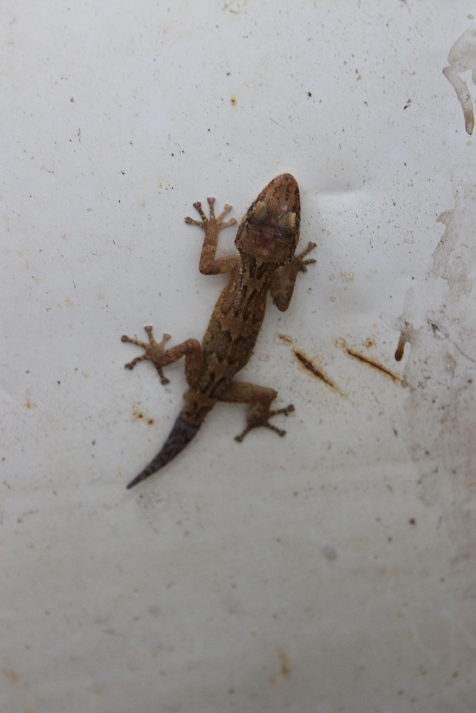 Starry Leaf-toed Gecko from Sada, Mayotte on October 25, 2023 at 05:13 ...