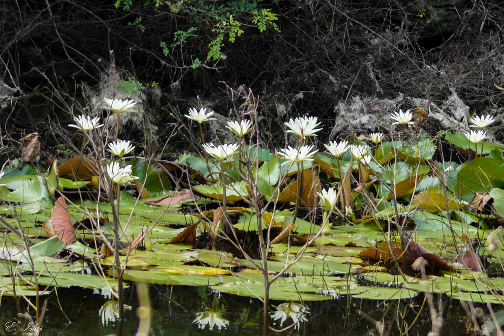 Flor de agua desde Campeche, Camp., México el 04 de noviembre de 2023 a ...
