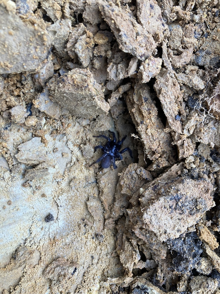 Wafer-lid Trapdoor Spiders from Chattanooga Valley Rd, Flintstone, GA ...