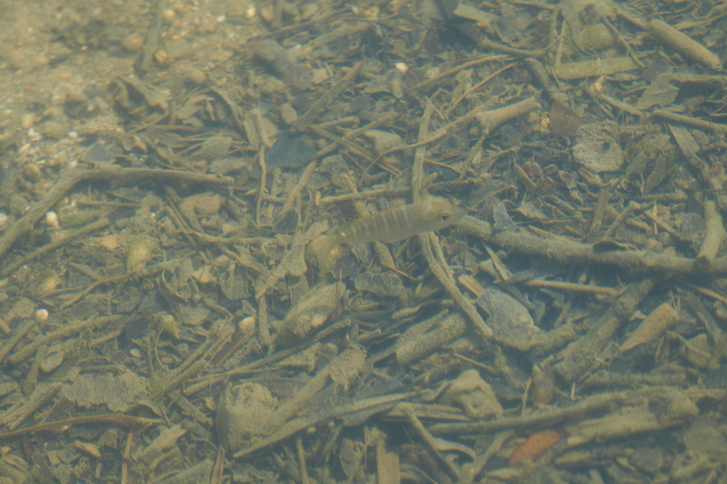 Mangrove Red Snapper in November 2023 by tkp123 · iNaturalist