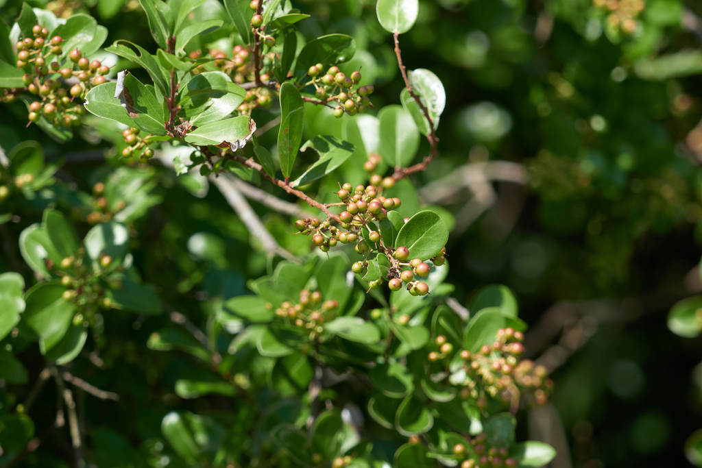 Scolopia Chinensis In November 2023 By Tkp123 INaturalist