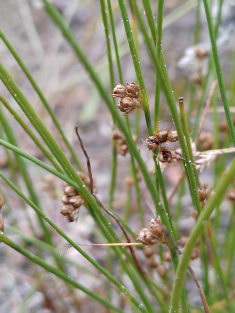 Thread Rush from г. Новый Уренгой, Ямало-Ненецкий автономный округ ...