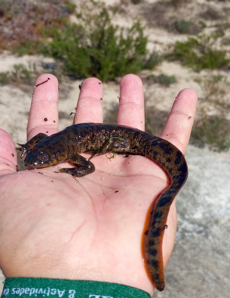 Iberian Ribbed Newt from Mata dos Medos, Almada, Portugal on 22 ...