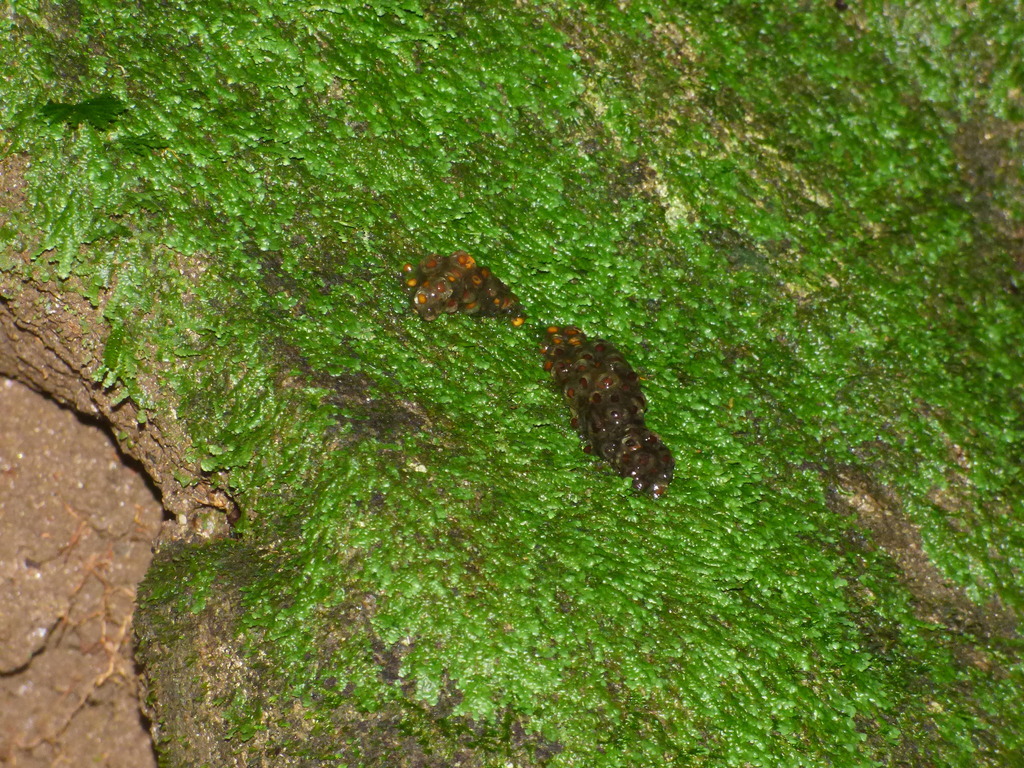 Frogs and Toads from Vila Rica, Magé - RJ, Brasil on November 22, 2023 ...