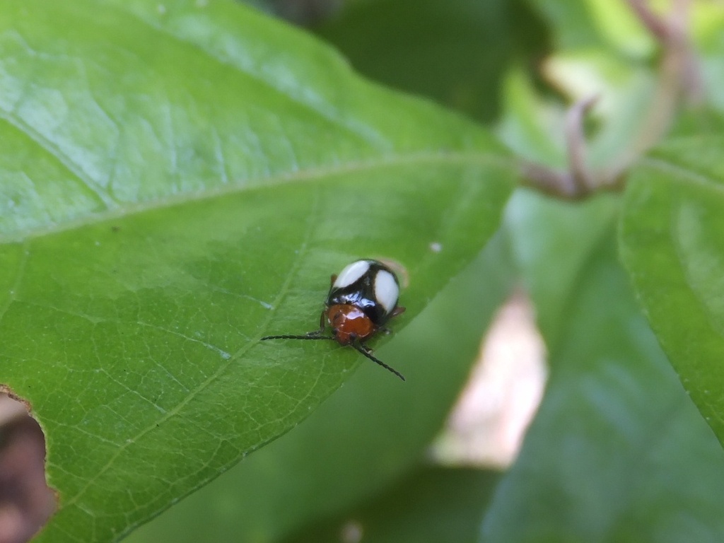 Hemipyxis balyi in March 2013 by hakkahamushi · iNaturalist