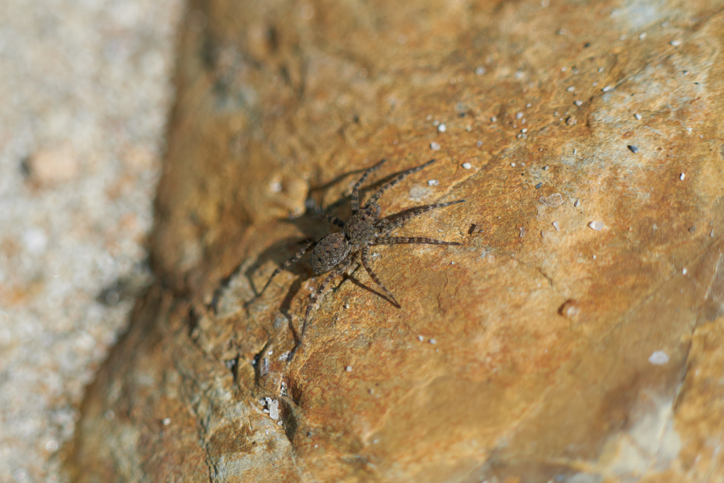 Wadicosa fidelis in November 2023 by tkp123 · iNaturalist