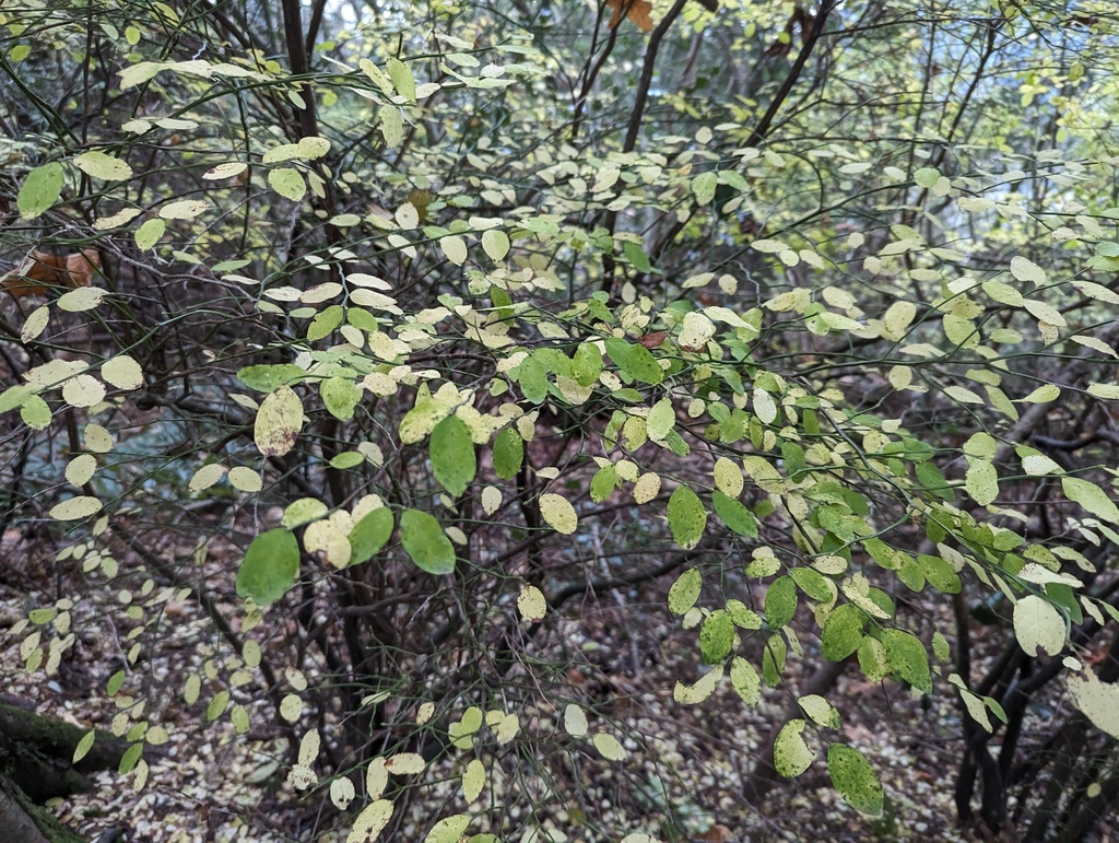 Red Huckleberry from Burnaby, BC, Canada on November 21, 2023 at 12:34 ...