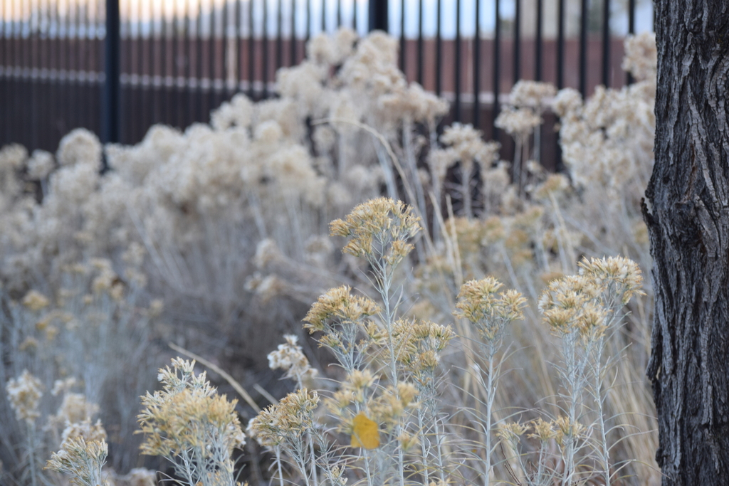 Rubber Rabbitbrush from North Salt Lake, UT, USA on November 21, 2023 ...