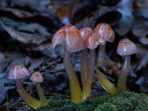 Gliophorus ostrinus · iNaturalist