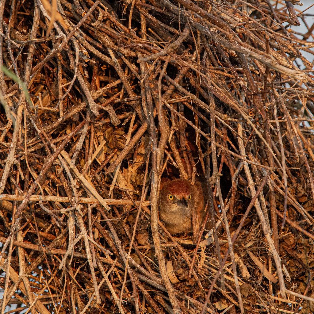 Greater Thornbird from San Martín Department, Corrientes Province ...