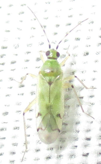 Nesidiocoris tenuis (Reuter, 1895)