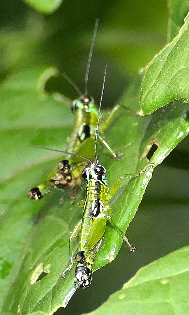 Paratela ovatipennis from 7Km Sureste del Parque Nacional Volcan Arenal ...