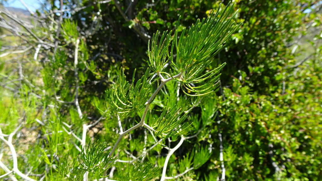 Zigzag Asparagus from Cape Winelands District Municipality, South ...