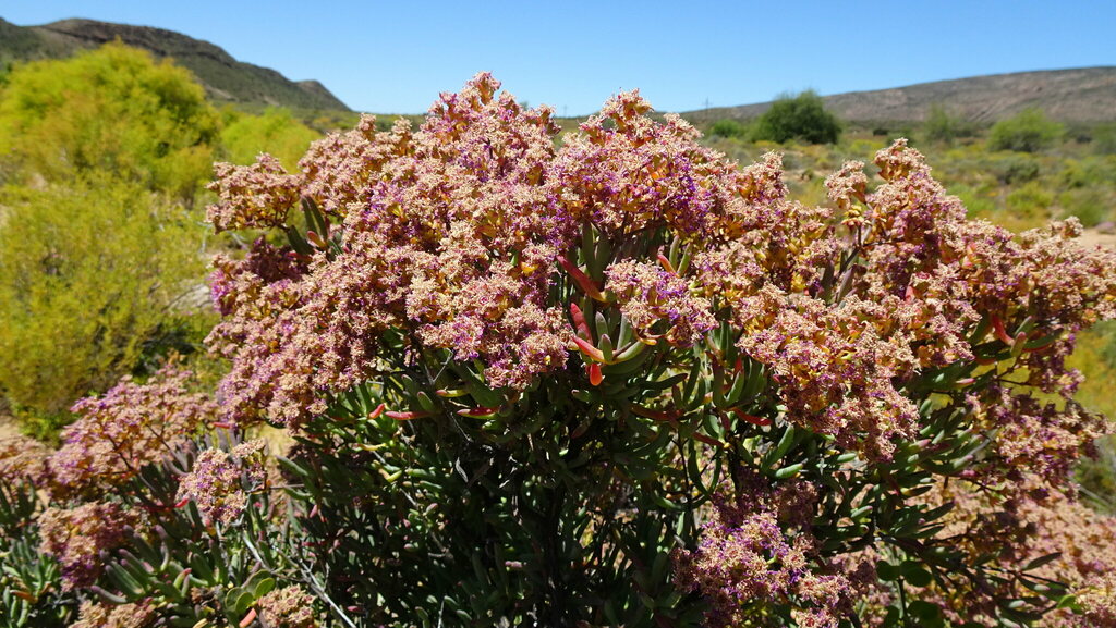 Sharp Tentfig from Cape Winelands District Municipality, South Africa ...